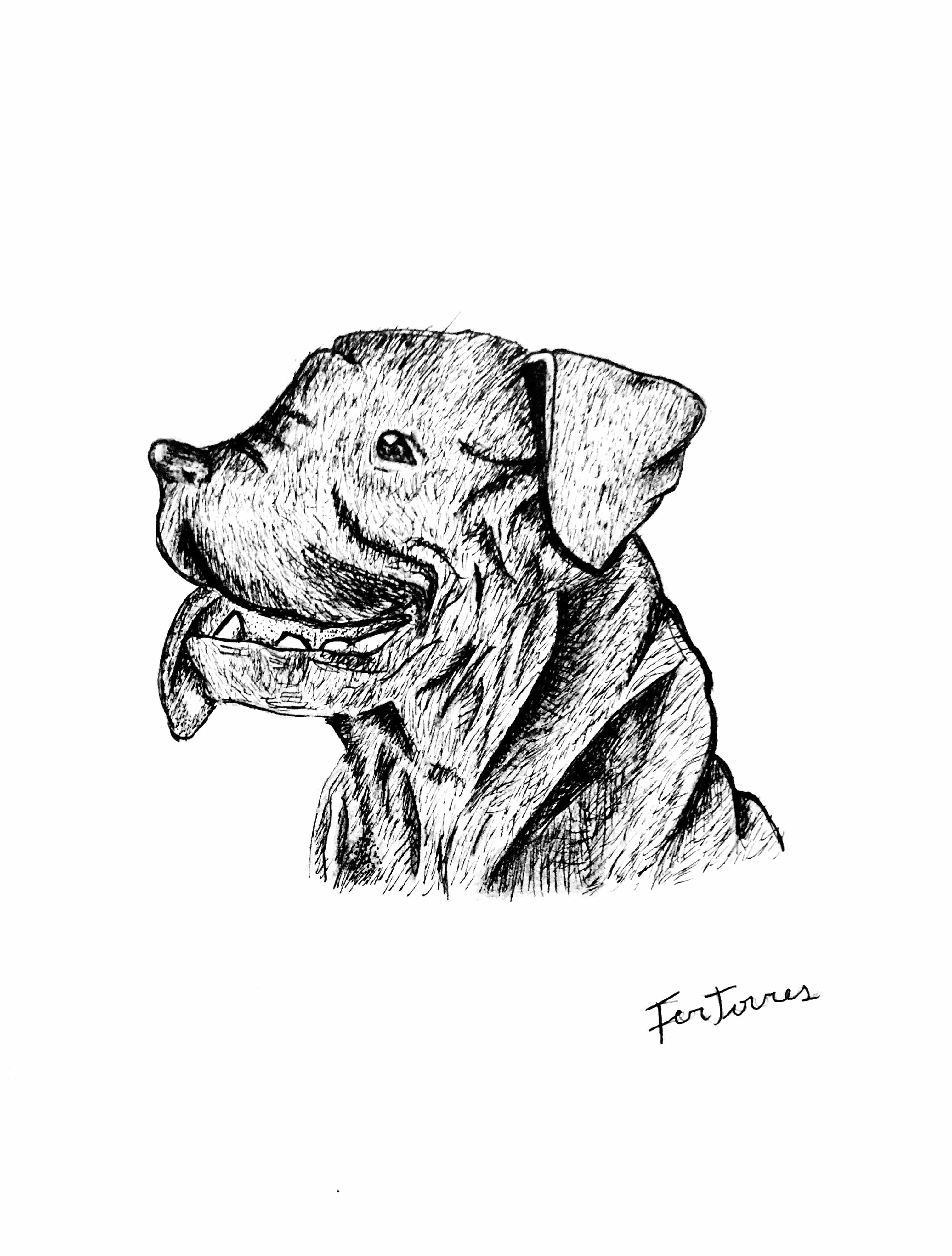 Perrito ferxtorres - Illustrations ART street