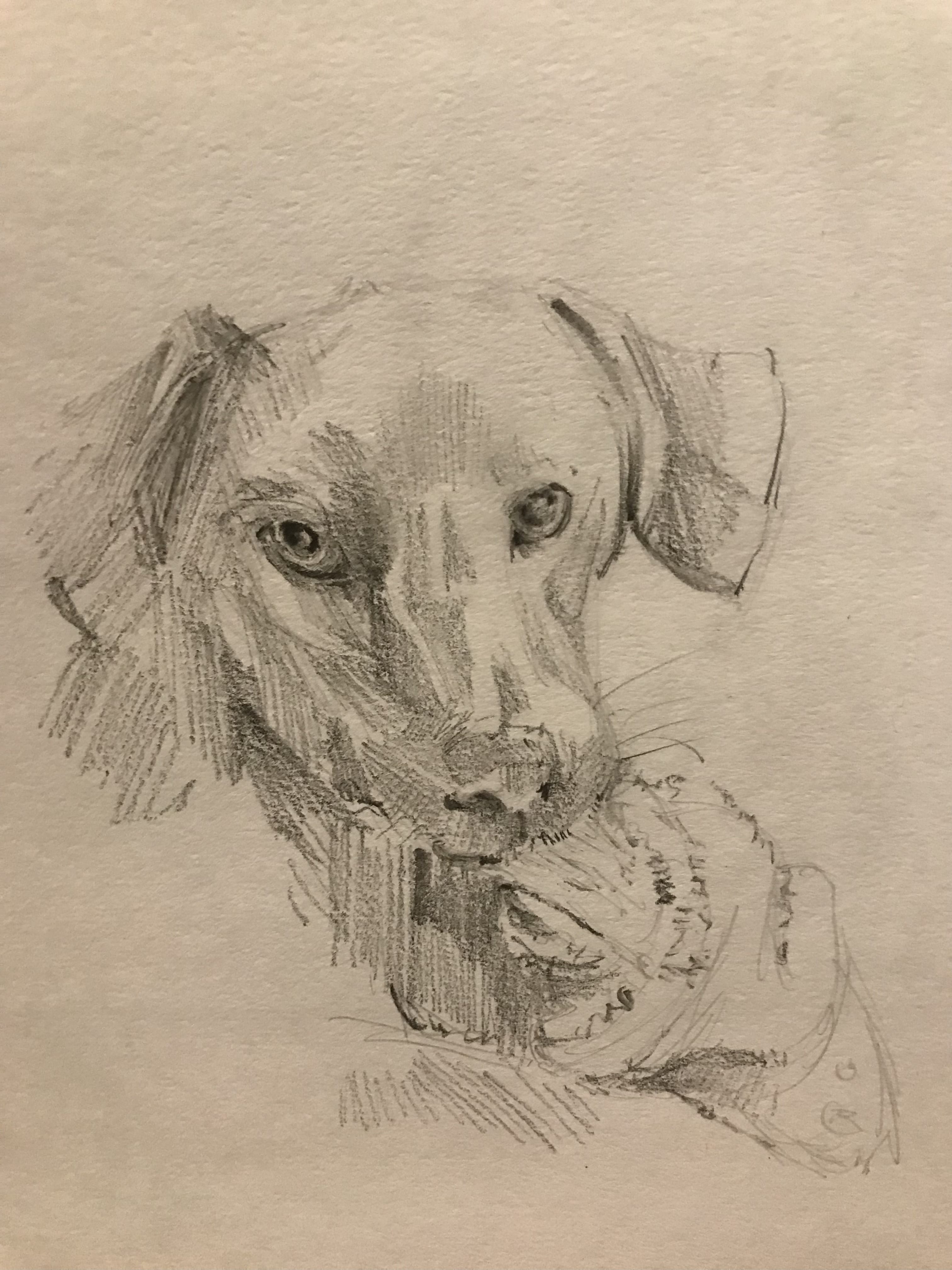 Pupper IrishArtist - Illustrations ART street