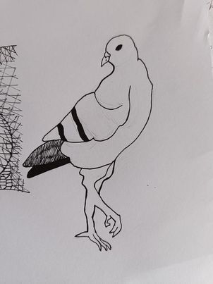 Red-Stripped Pigeon (アカハト) パンダマン - Illustrations ART street