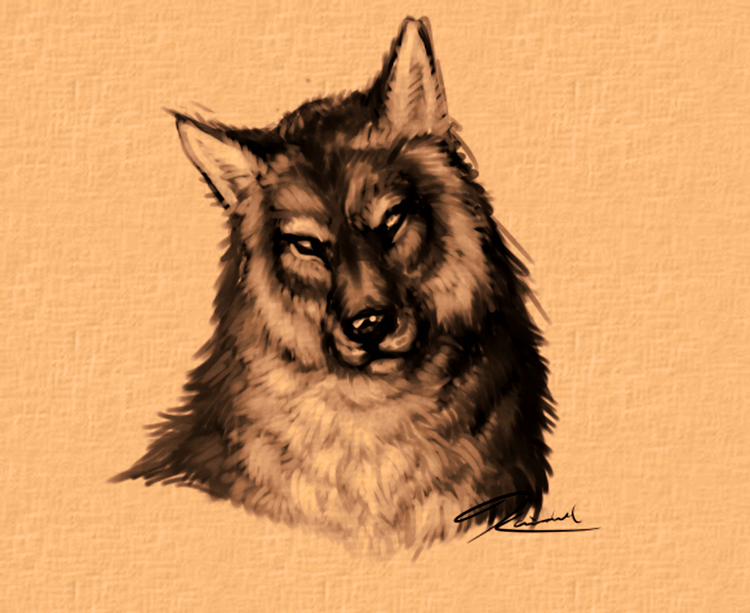 Wolf Close-up sketch Kaithel - Illustrations ART street