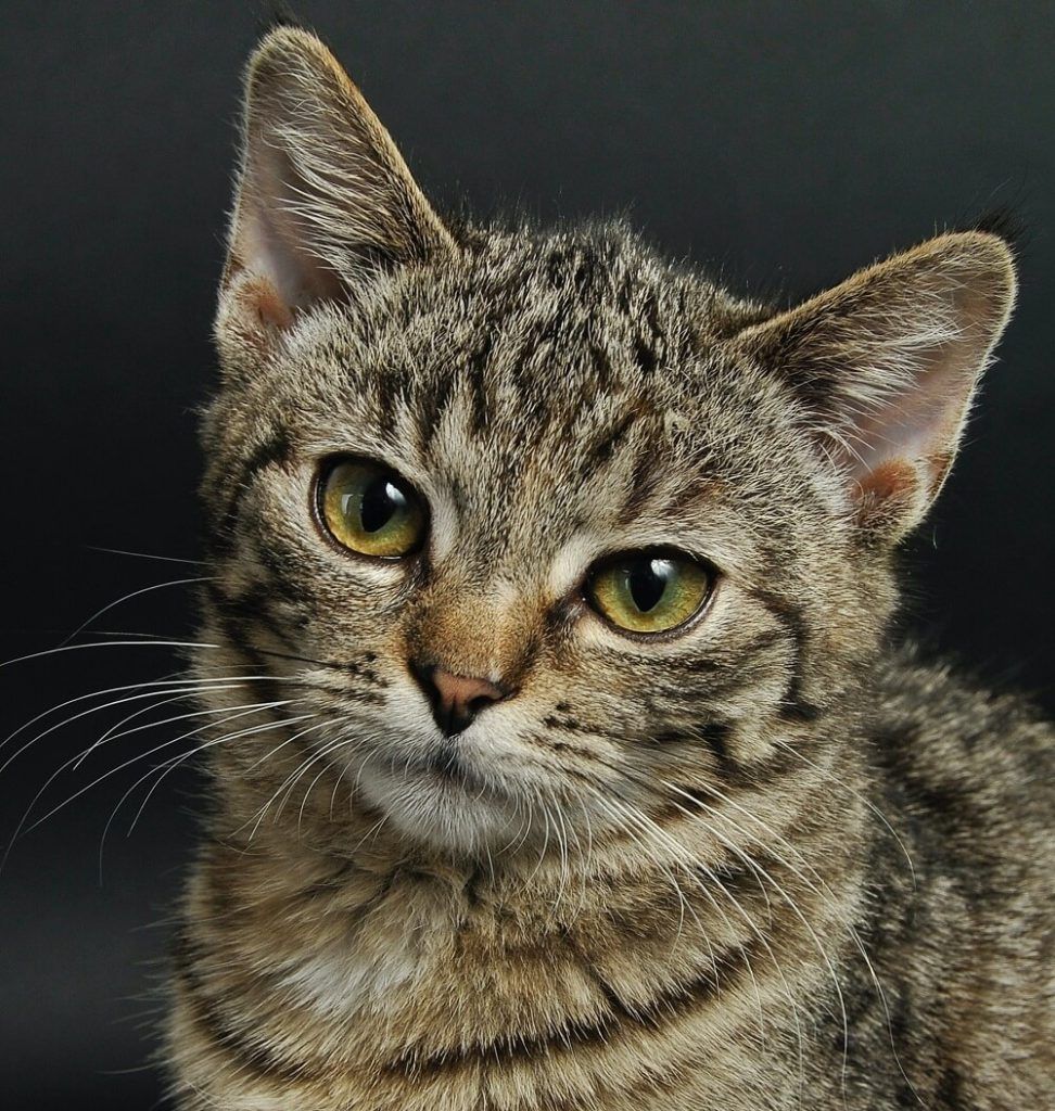 Cat face theory thing on Himaru Amato Person - Illustrations ART street