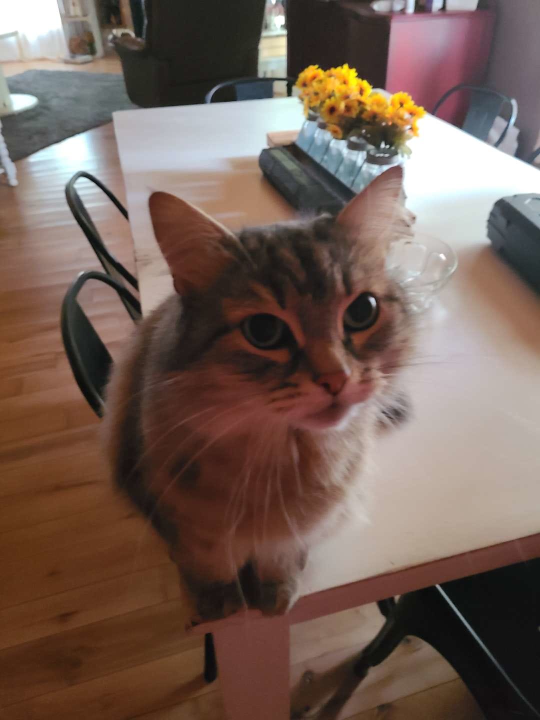 Cat :)｜madZ_42ART's Topic｜ART street