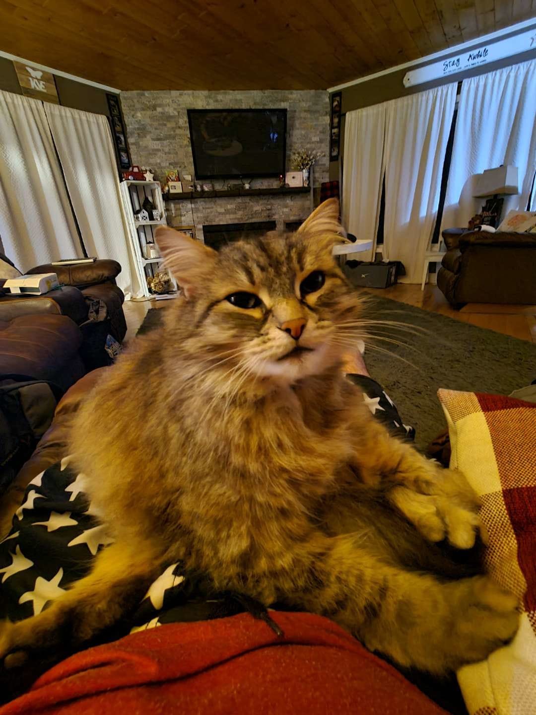 Cat :)｜madZ_42ART's Topic｜ART street