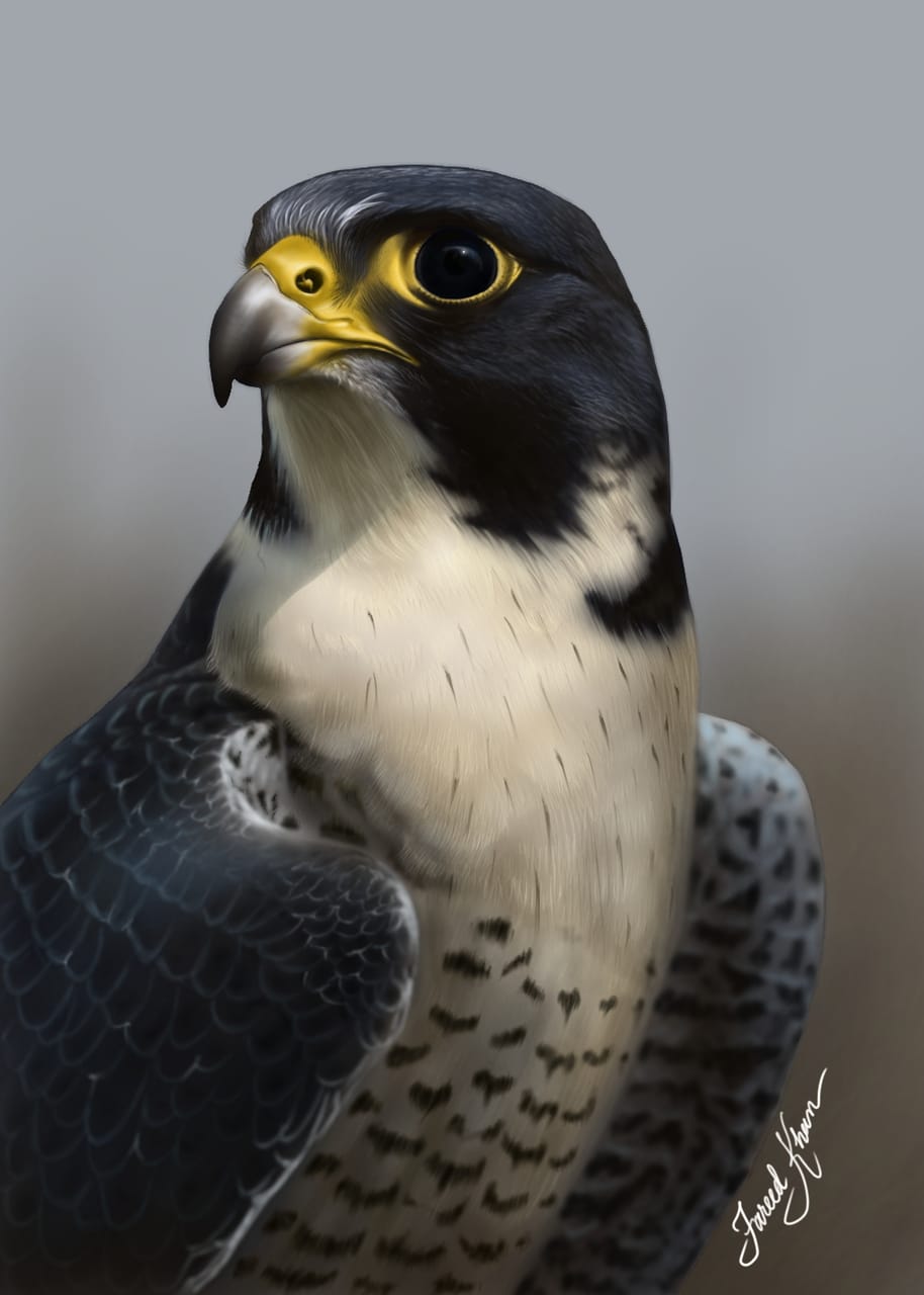 Falcon Face Art