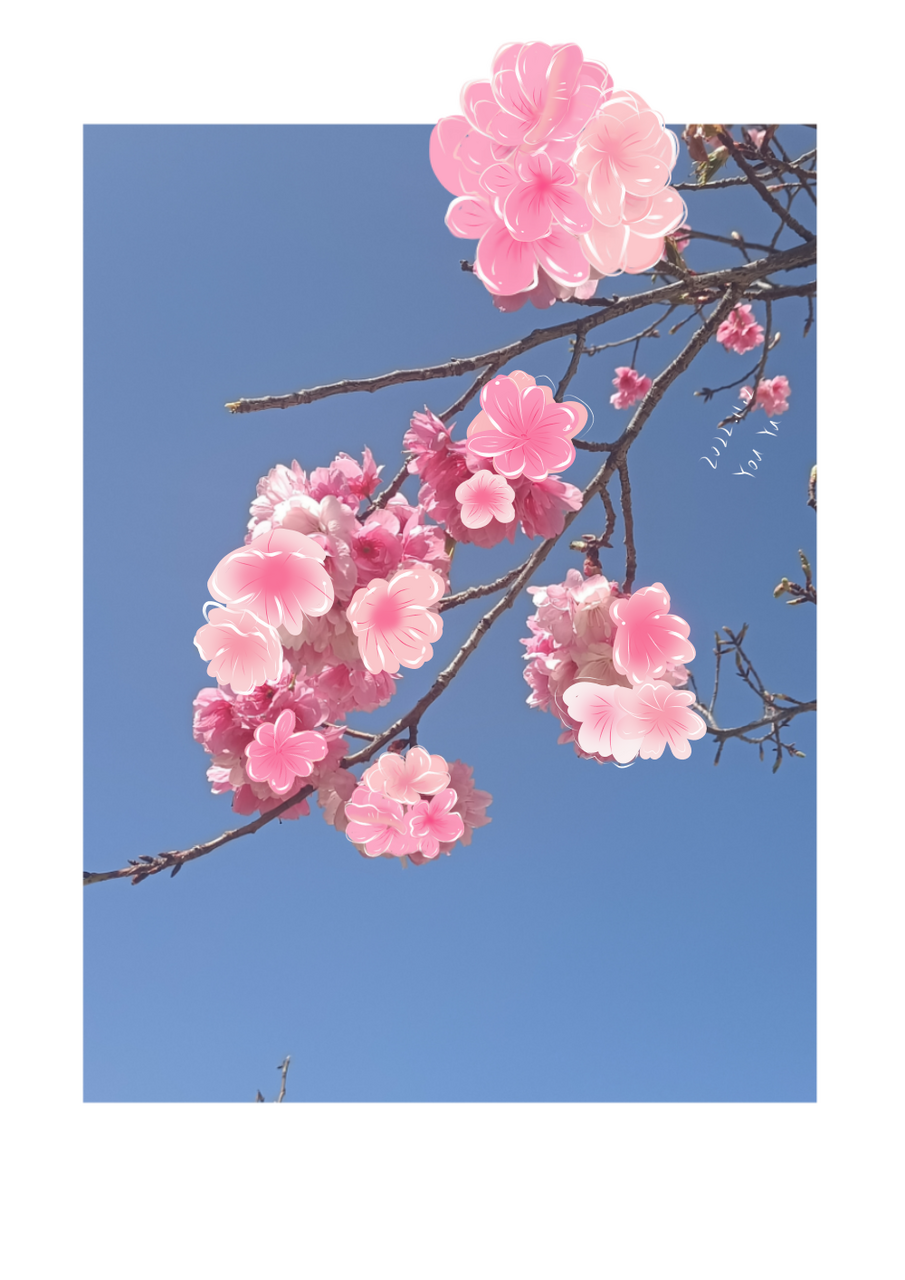 flowering cherry cloud - 插图 ART street