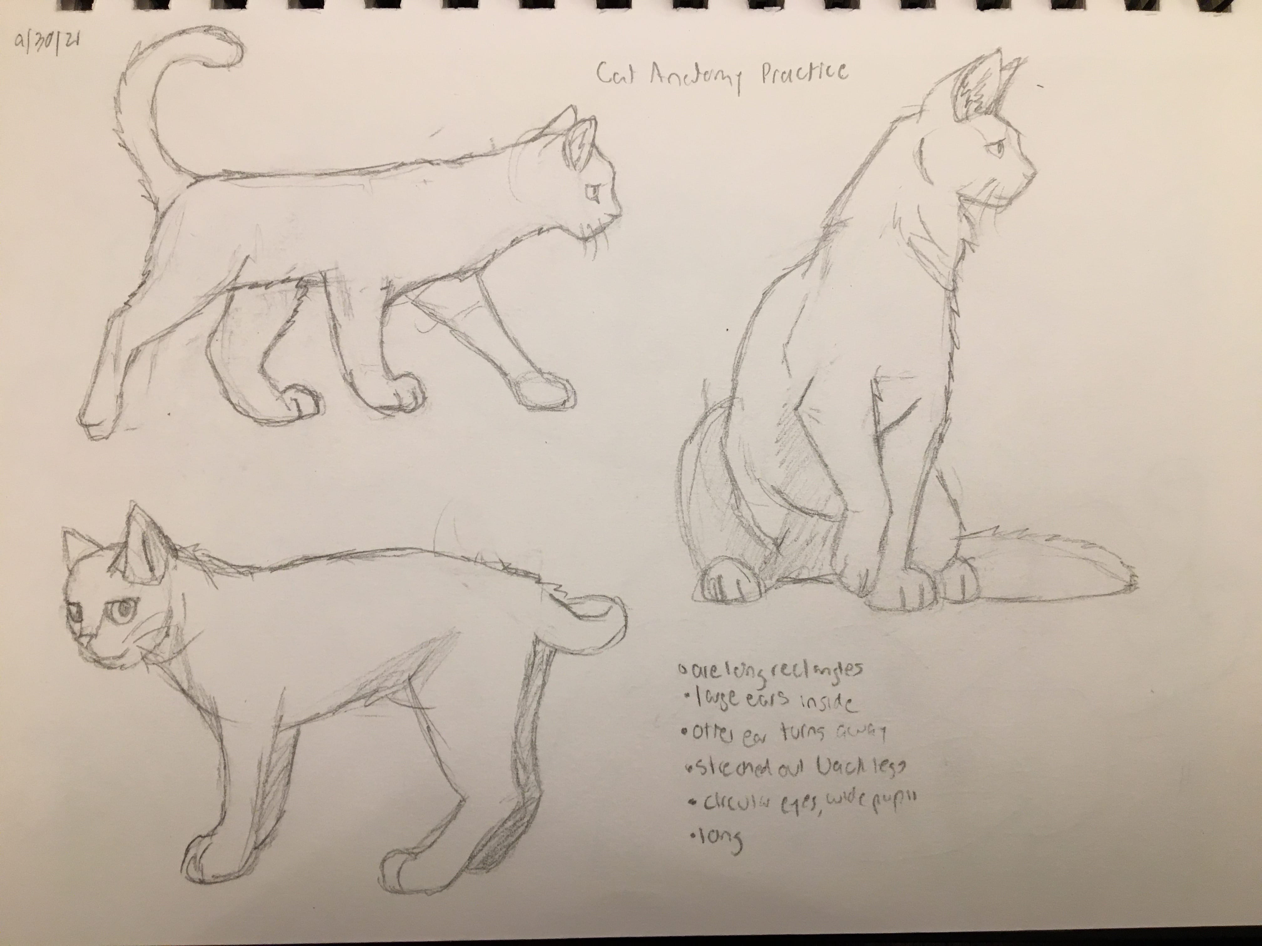 Cat Anatomy Practice mediumm||🐸🌃 - Illustrations ART street