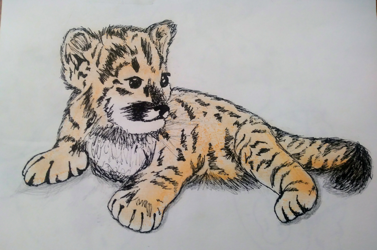 Tiger Cubs Drawings