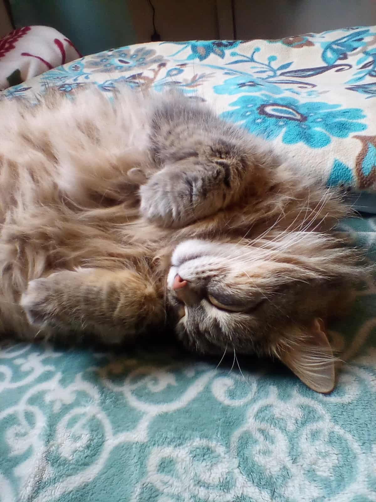 Cat｜madZ_42ART的个人话题｜ART street