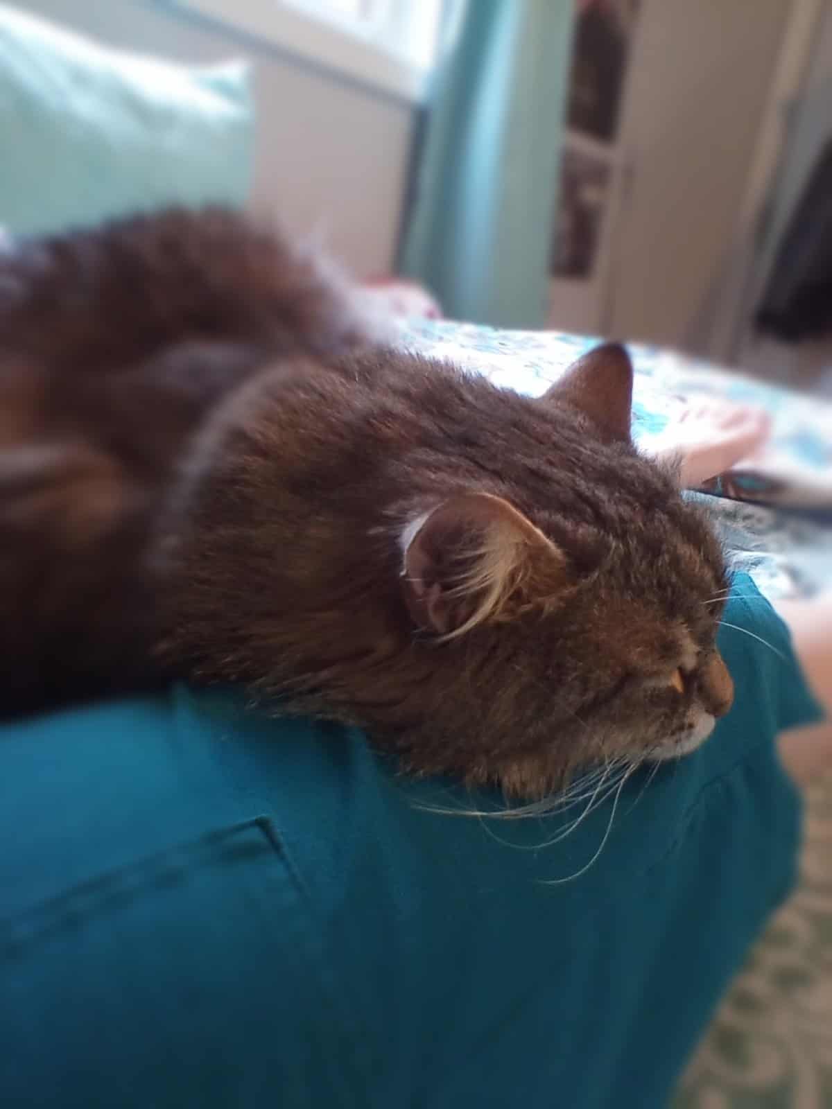 Cat｜madZ_42ART的个人话题｜ART street