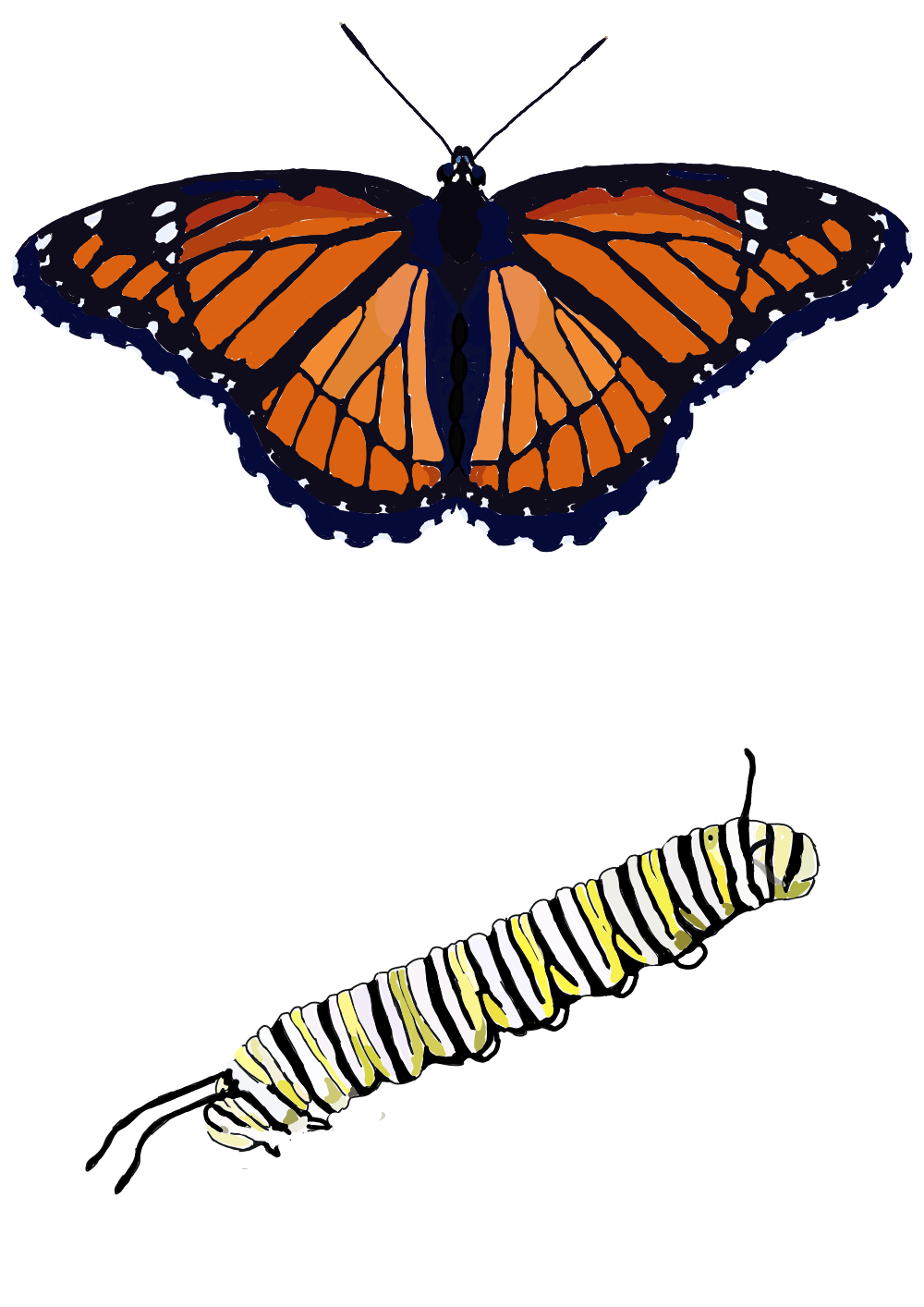 Monarch Caterpillar Clipart