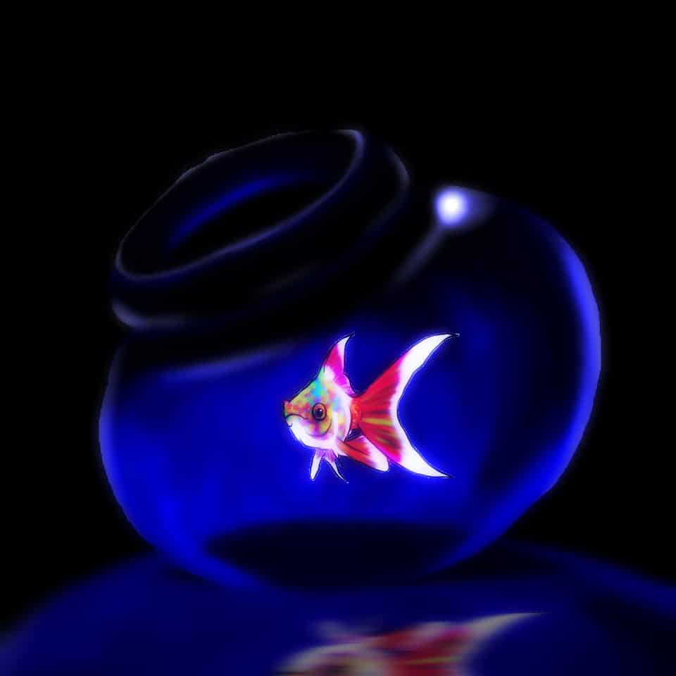 Rainbow fish Marvie_Taipan(EricaVon_Spansci) - Illustrations ART street