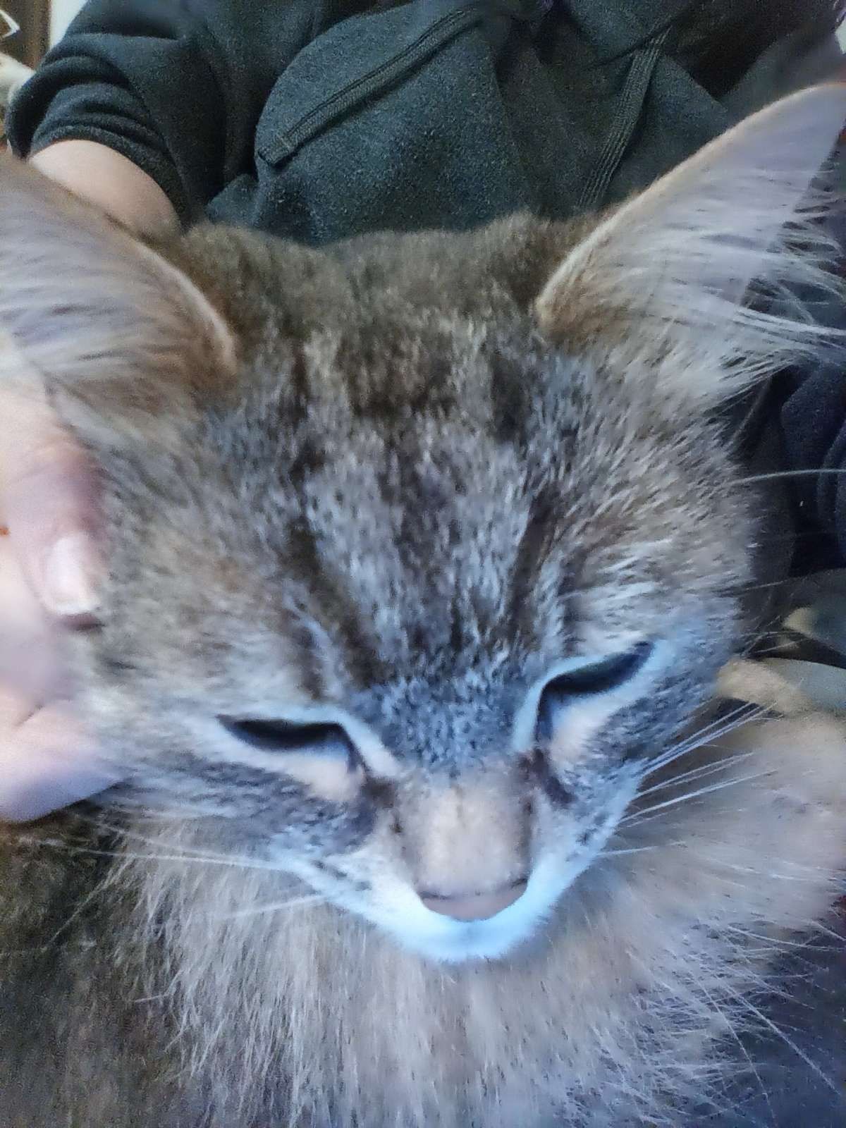 Cat ｜madZ_42ART的个人话题｜ART street