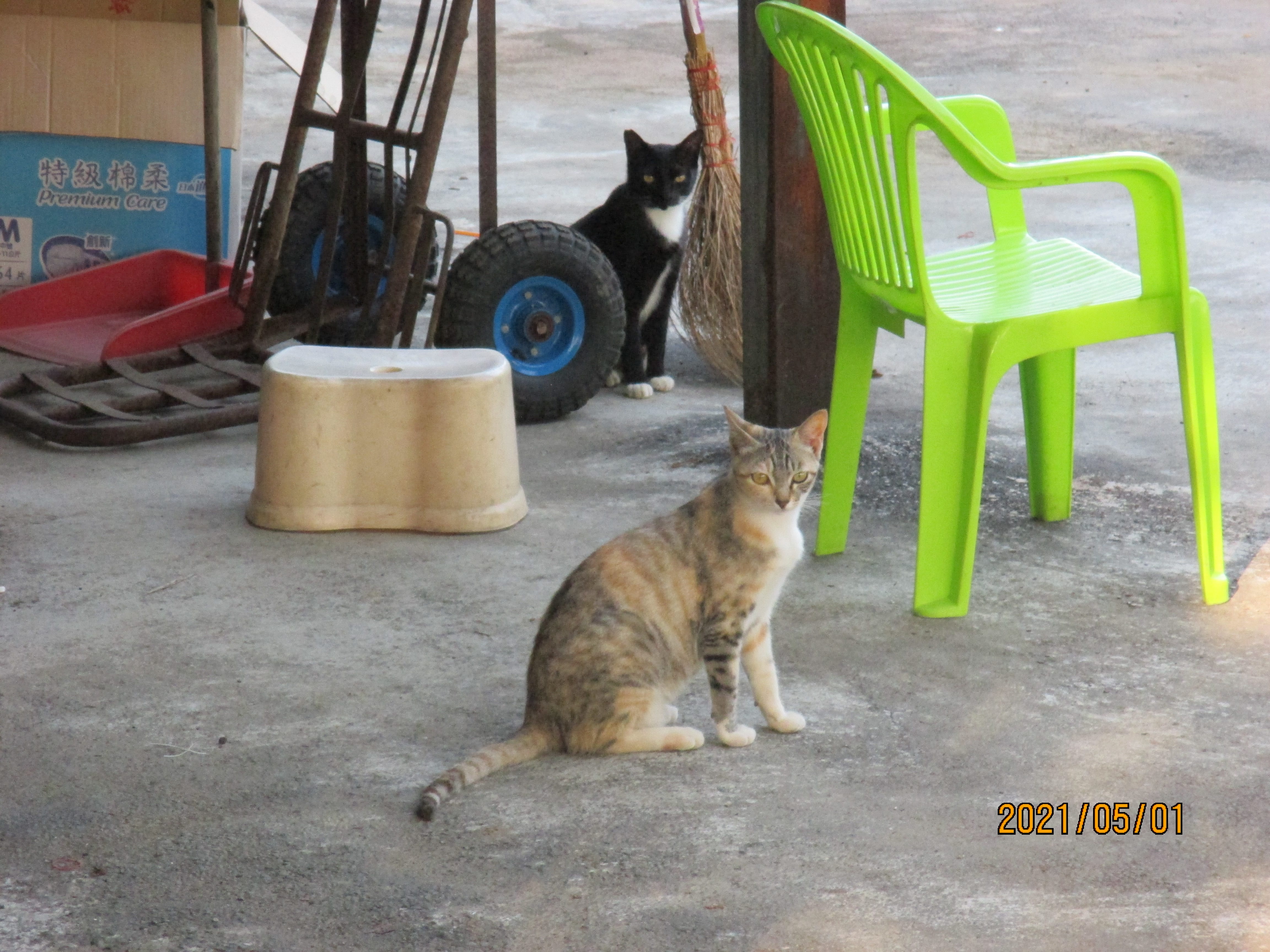 Cat Sketch 🐈 Sumi - Illustrations ART street