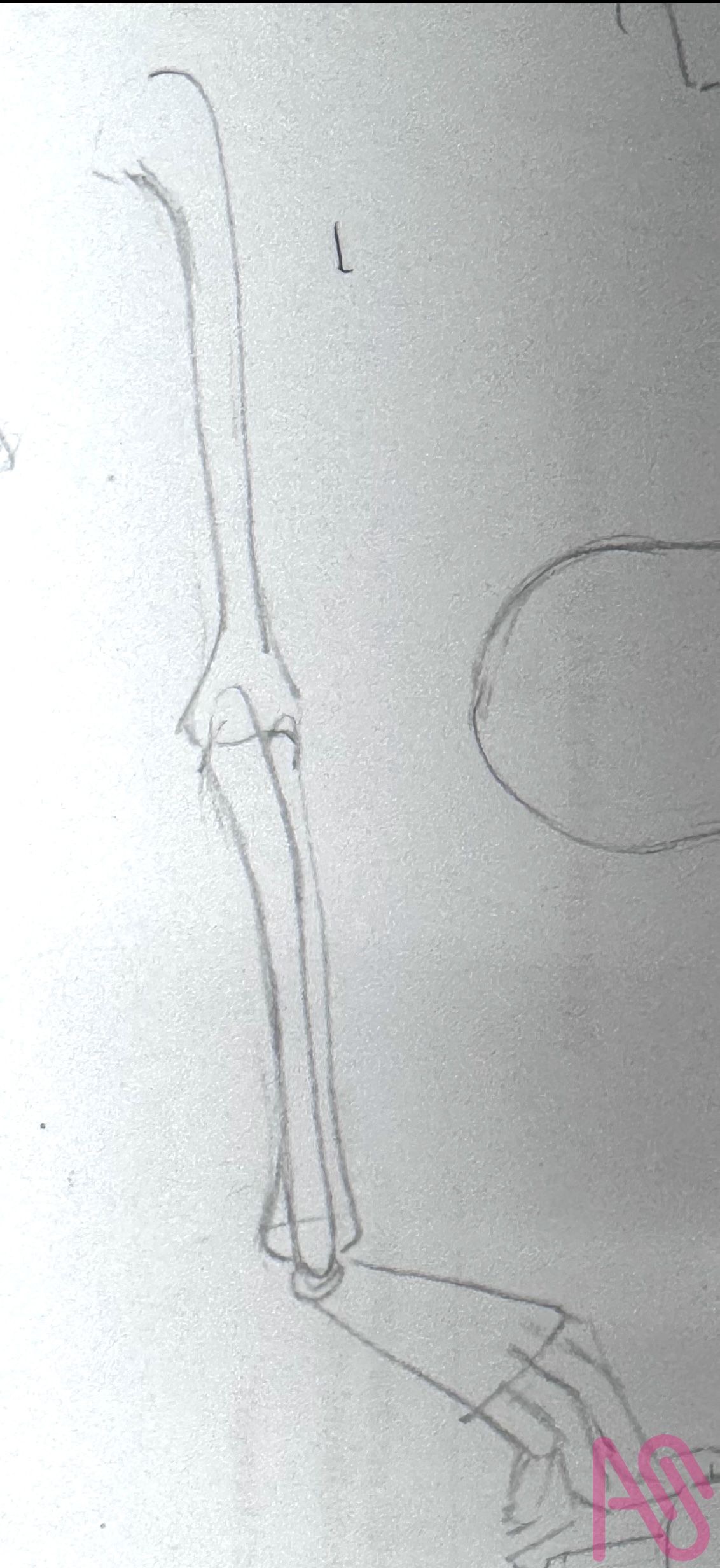 Study of Humerus, Ulna and Radius Andisen - Illustrations ART street