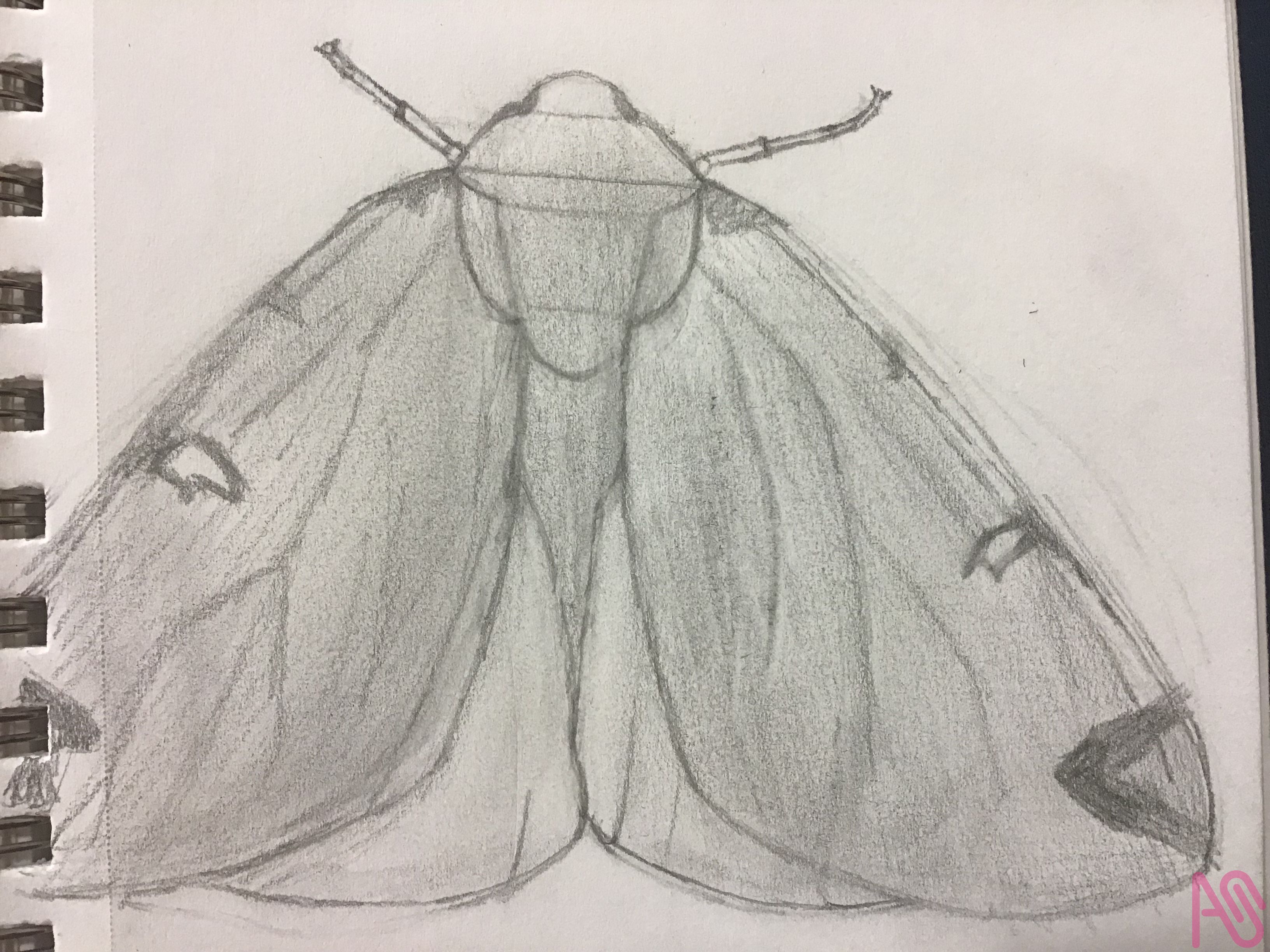 Brimstone Moth CitckotheGreat - Illustrations ART street