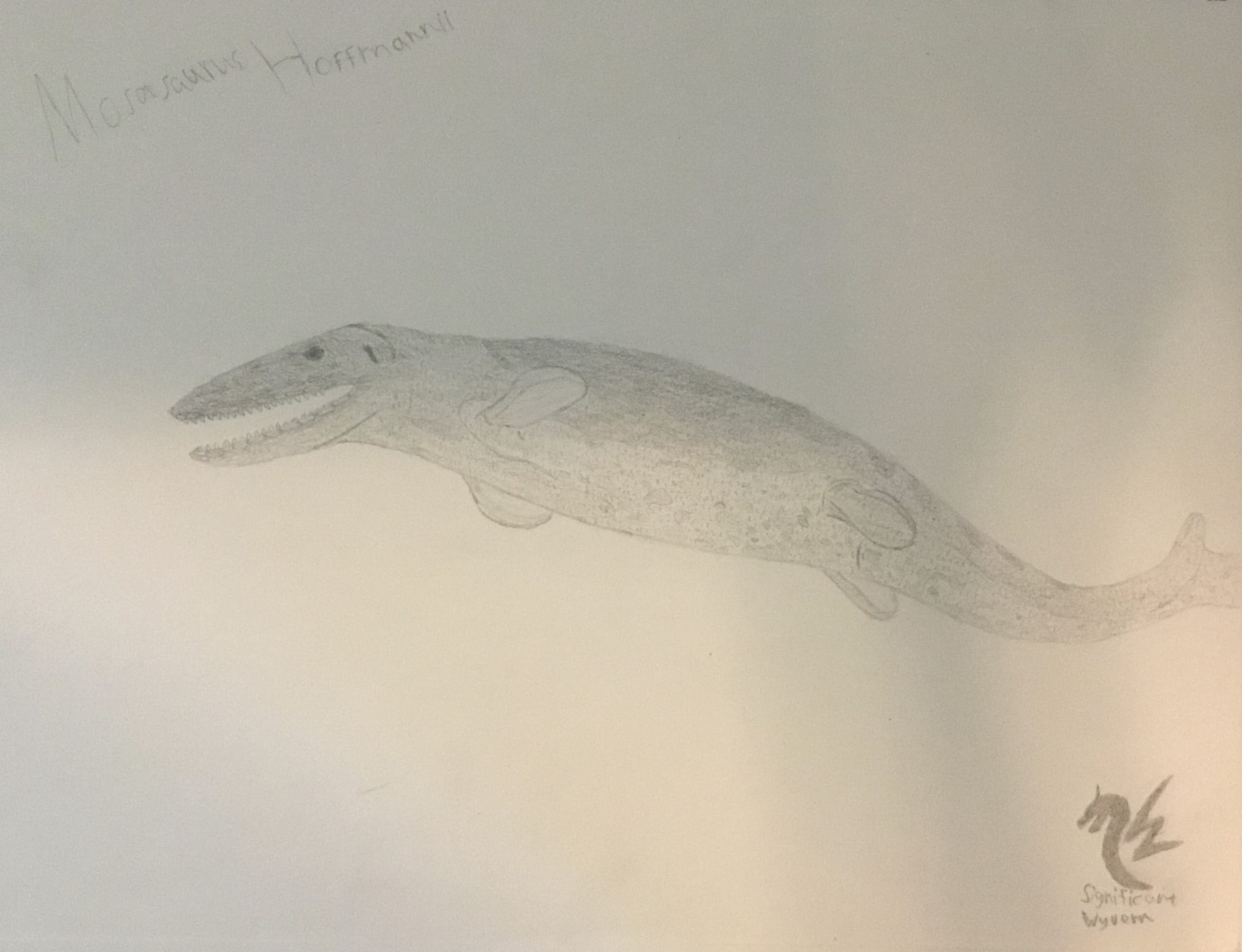 Mosasaur Drawing