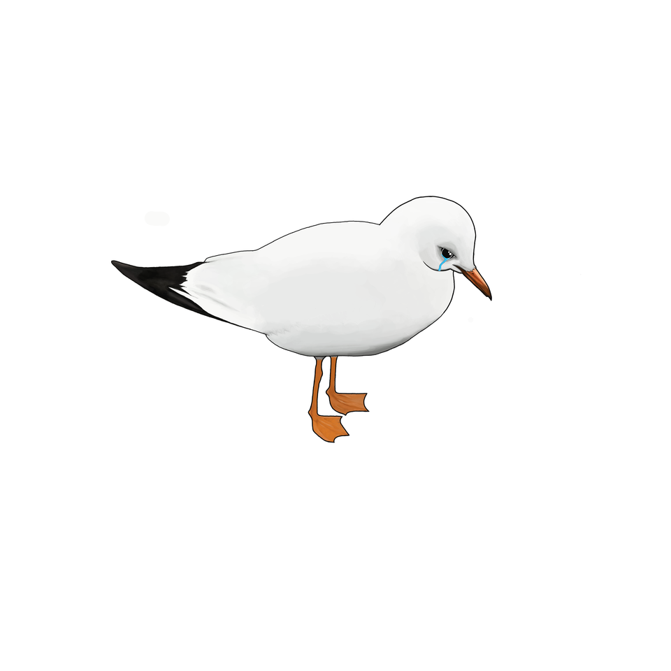 a sad seagull for sad people Kijuno - Illustrations ART street