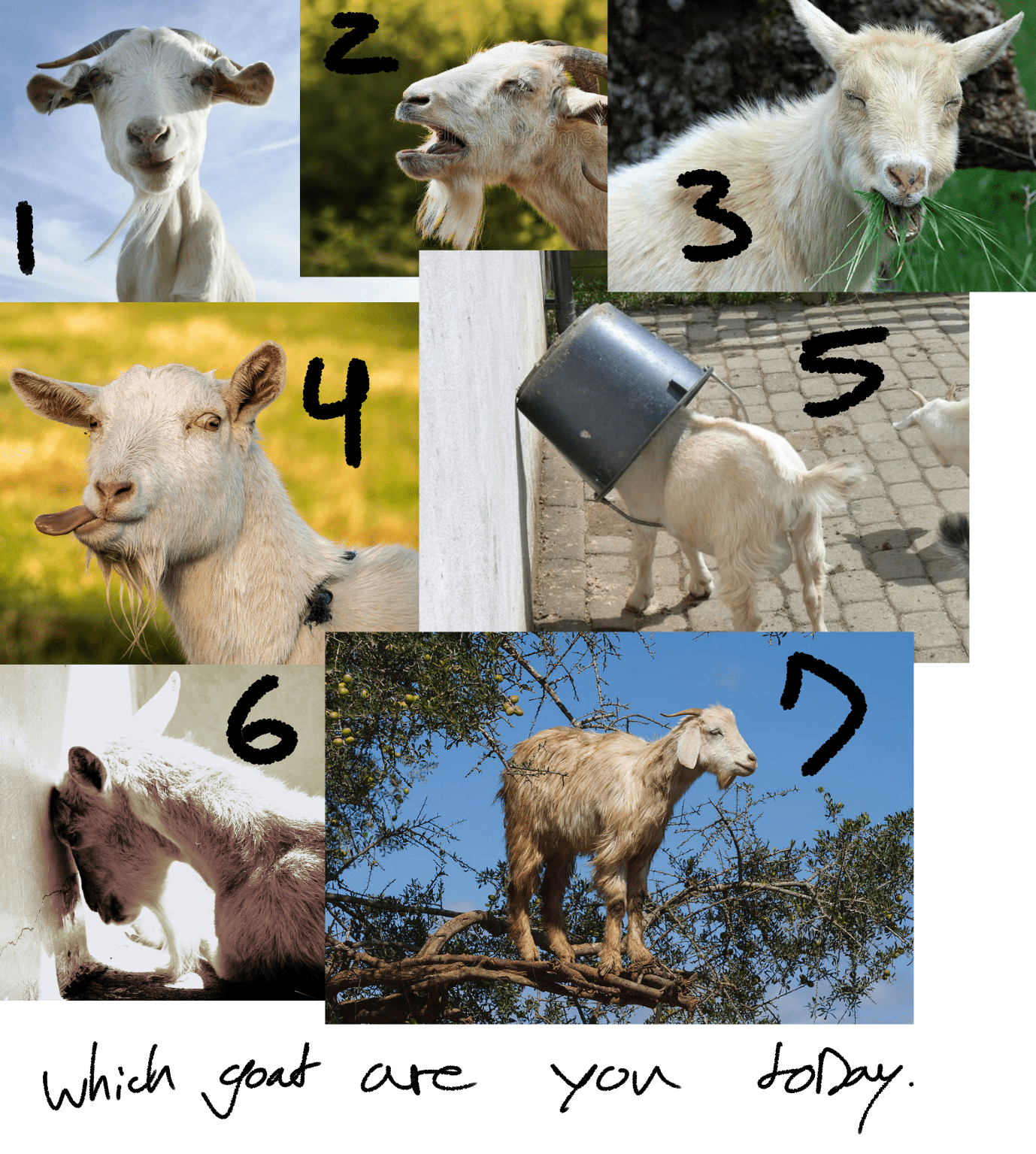 What goat r u today｜🔪♠♣GLB♣♠🔪's Topic｜ART street