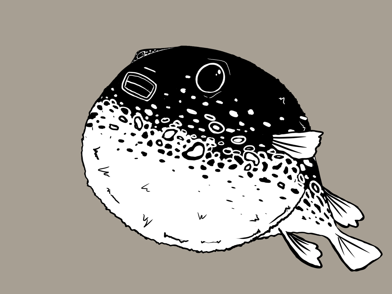 Fugu Fish Drawing